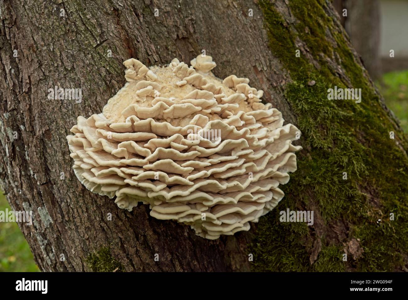 White rot fungus hi-res stock photography and images - Alamy
