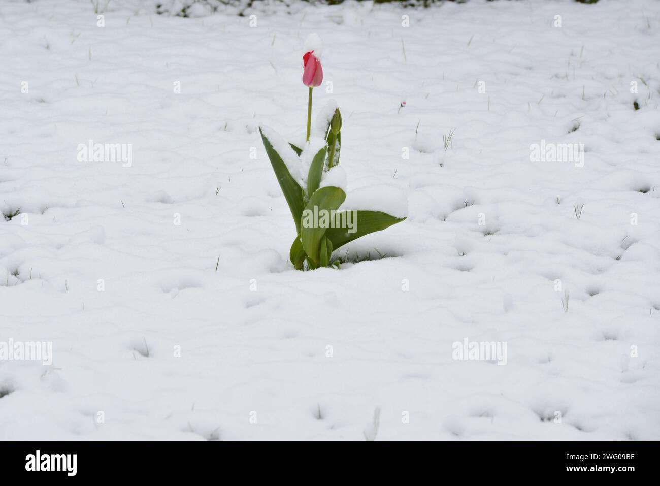 Seltsames klima hi-res stock photography and images - Alamy