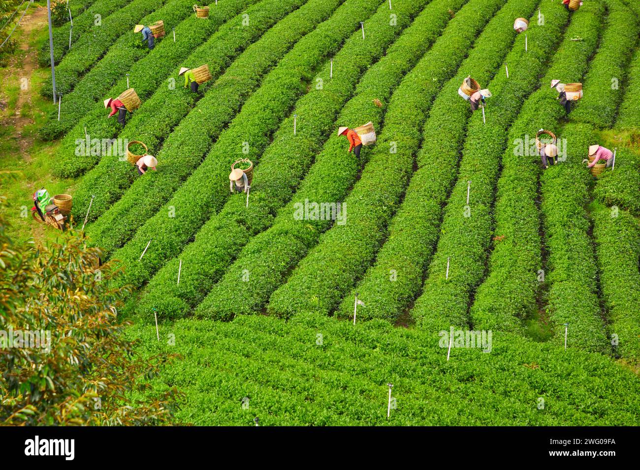 Tea hill landscape with farmers working hard harvesting green tea ...