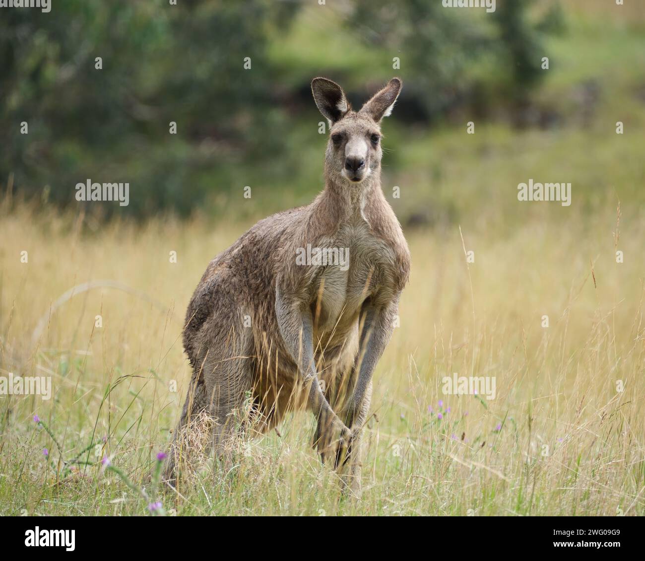 Stare wildlife hi-res stock photography and images - Alamy