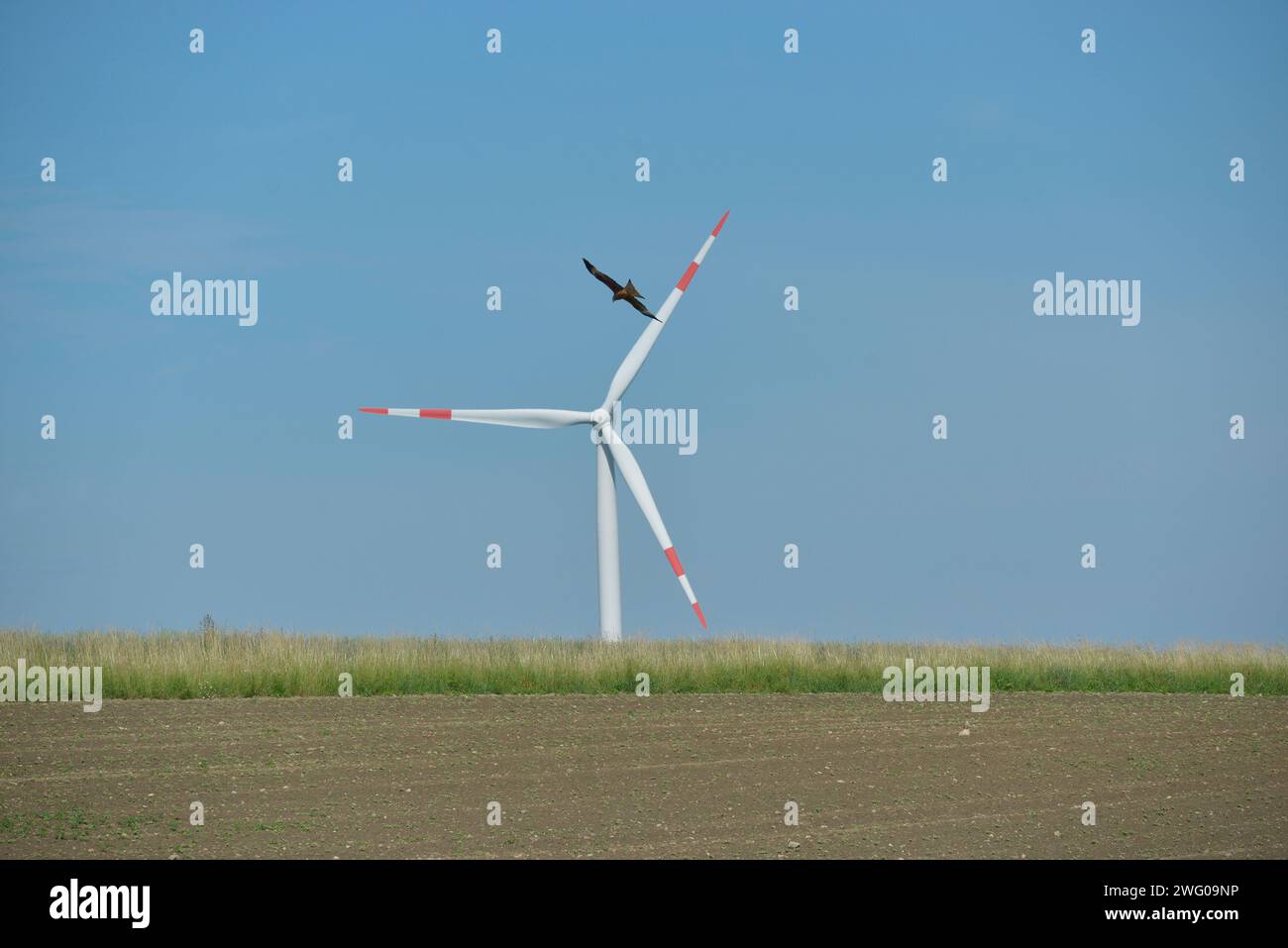 Windrad und Rotmilan Stock Photo - Alamy Windrad und Rotmilan Stock Photo - Alamy