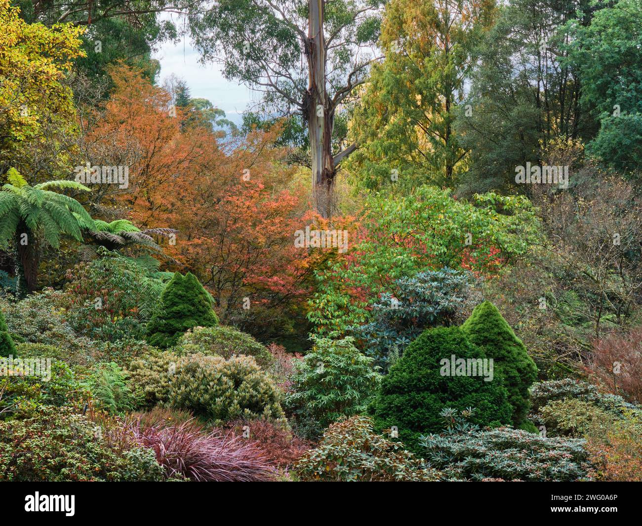 Autumn shrubs garden hi-res stock photography and images - Alamy