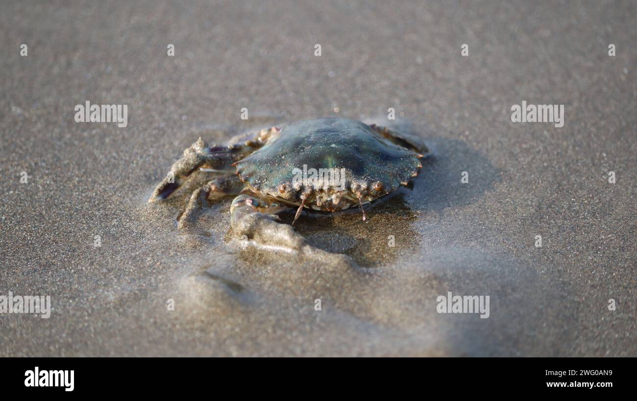 Beach crab tracks hi-res stock photography and images - Alamy