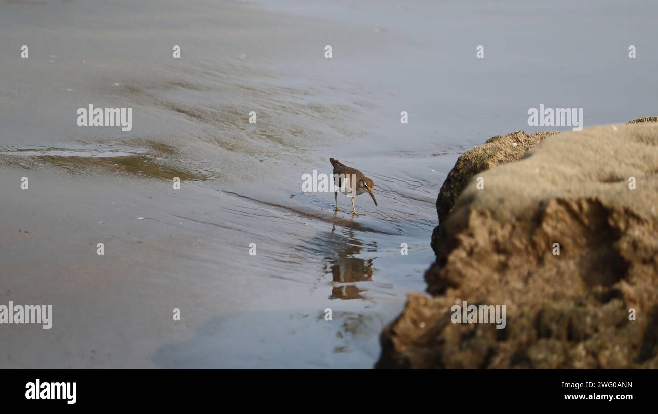 Migratory shorebirds india hi-res stock photography and images - Alamy