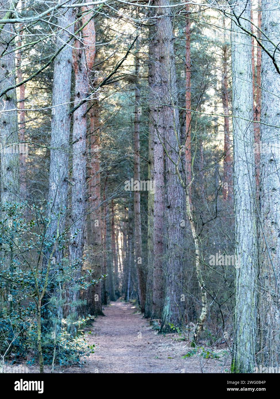 Narrow path through tall pine trees in a wood Stock Photo - Alamy