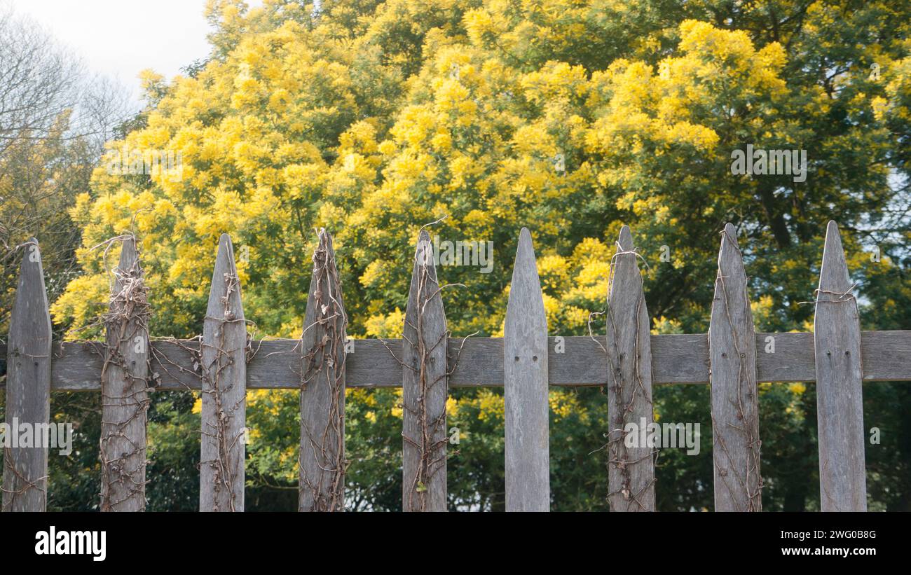 Yellow flower behind fence hi-res stock photography and images - Alamy