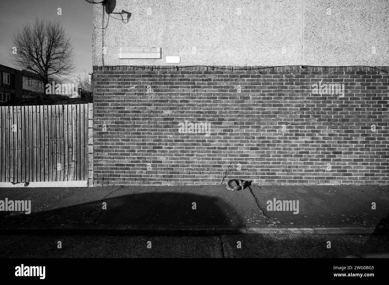 An urban fox rests on Lensbury Way SE2 part of the brutalist Lesnes ...