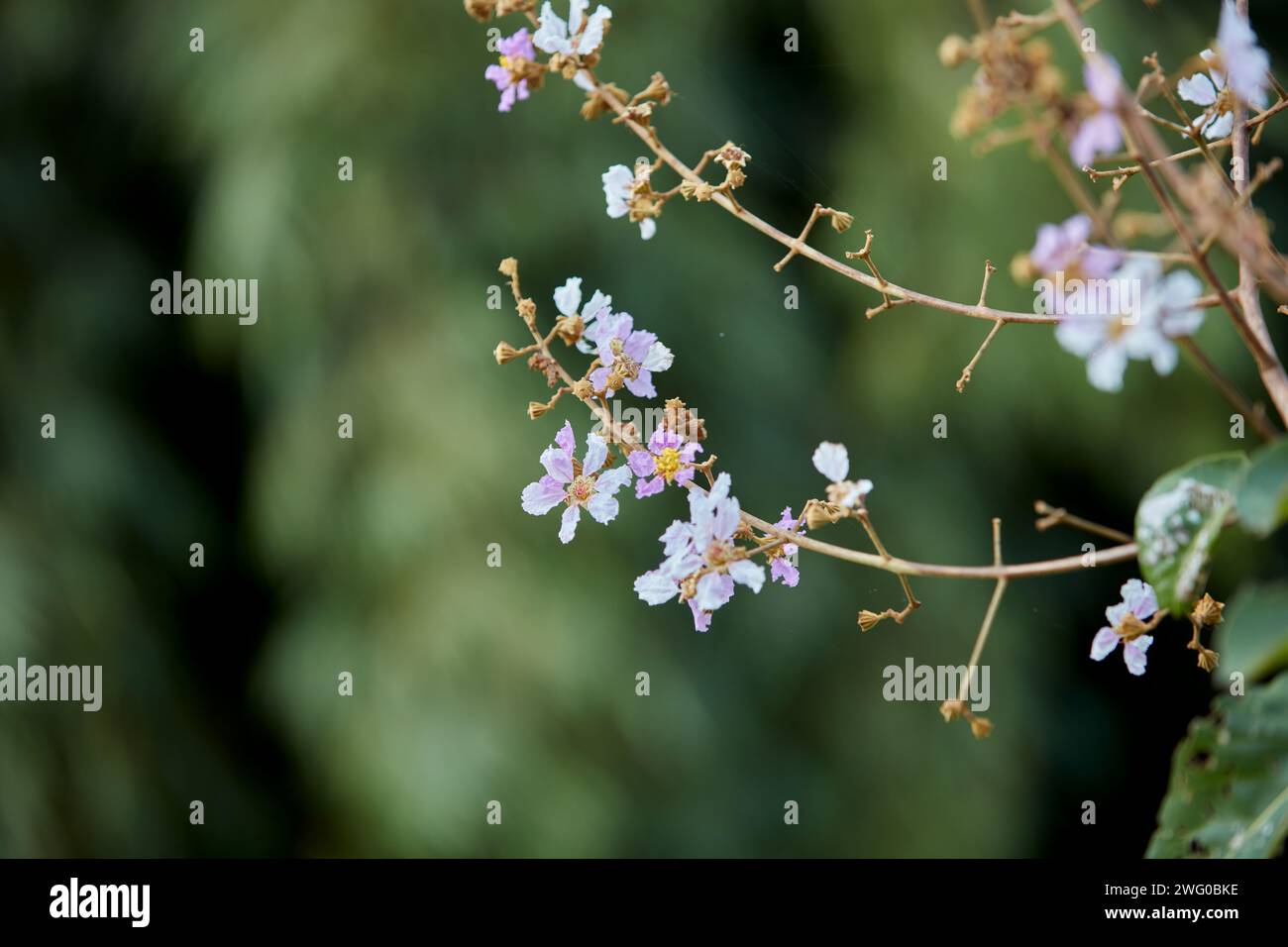 Close-up angle of Giant Crape-myrtle (Lagerstroemia speciosa) tree with ...