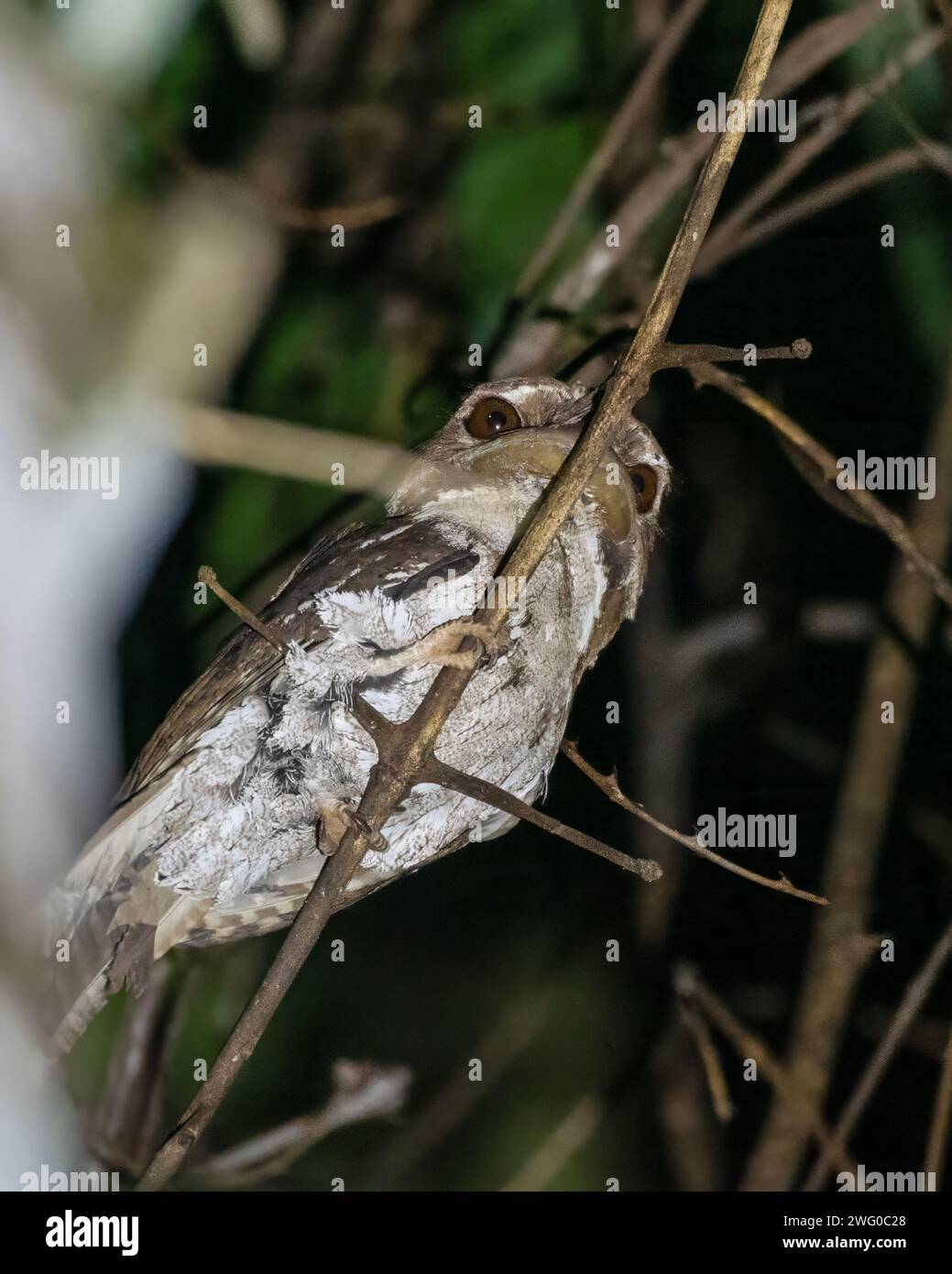 Marbled Frogmouth or Podargus ocellatus seen in Nimbokrang ,West Papua ...