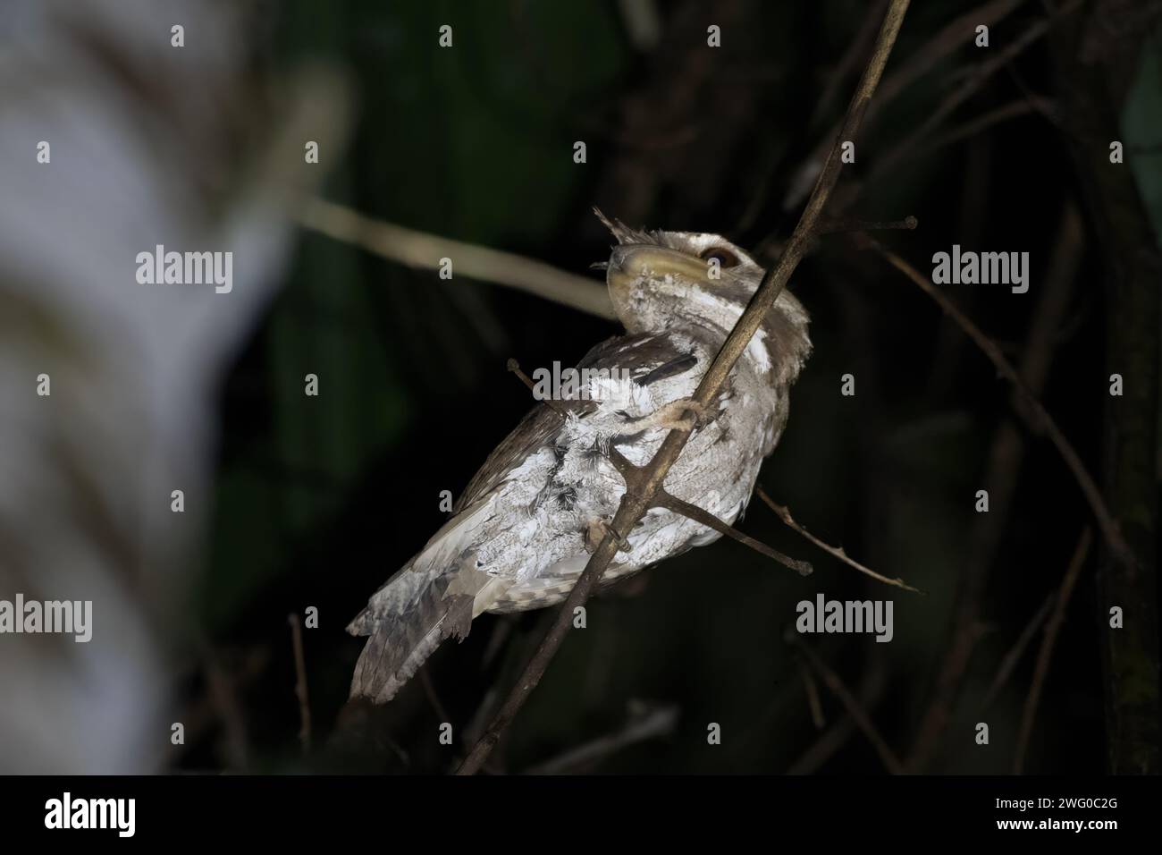 Marbled Frogmouth or Podargus ocellatus seen in Nimbokrang ,West Papua ...