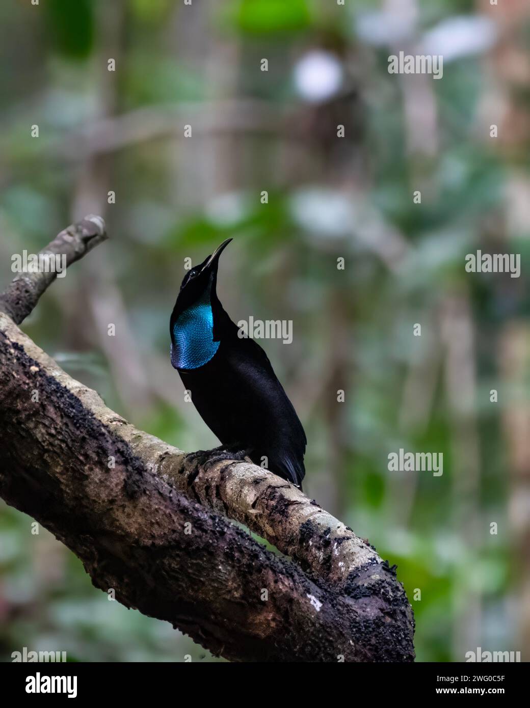 Magnificent riflebird or Ptiloris magnificus seen in Nimbokrang in West ...