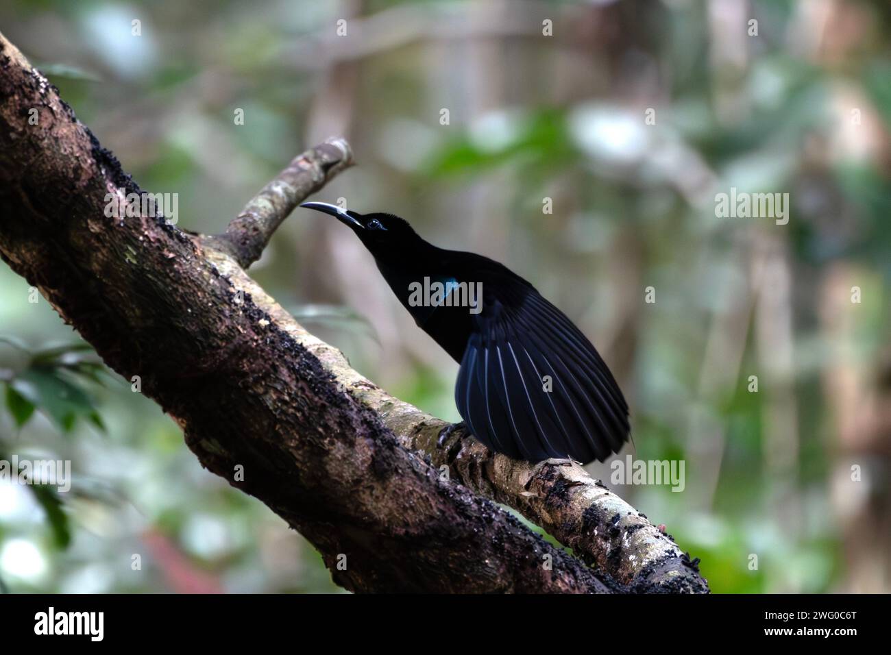 Magnificent riflebird or Ptiloris magnificus seen in Nimbokrang in West ...