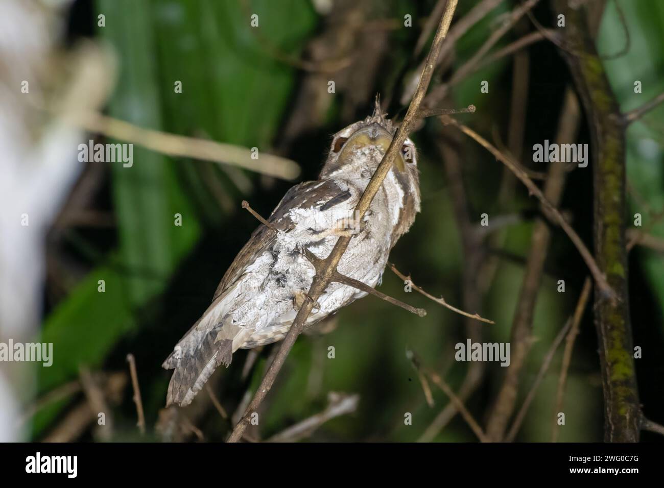 Marbled Frogmouth or Podargus ocellatus seen in Nimbokrang ,West Papua ...