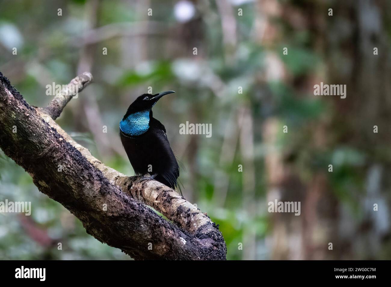 Magnificent riflebird (Ptiloris magnificus) observed in Nimbokrang in ...