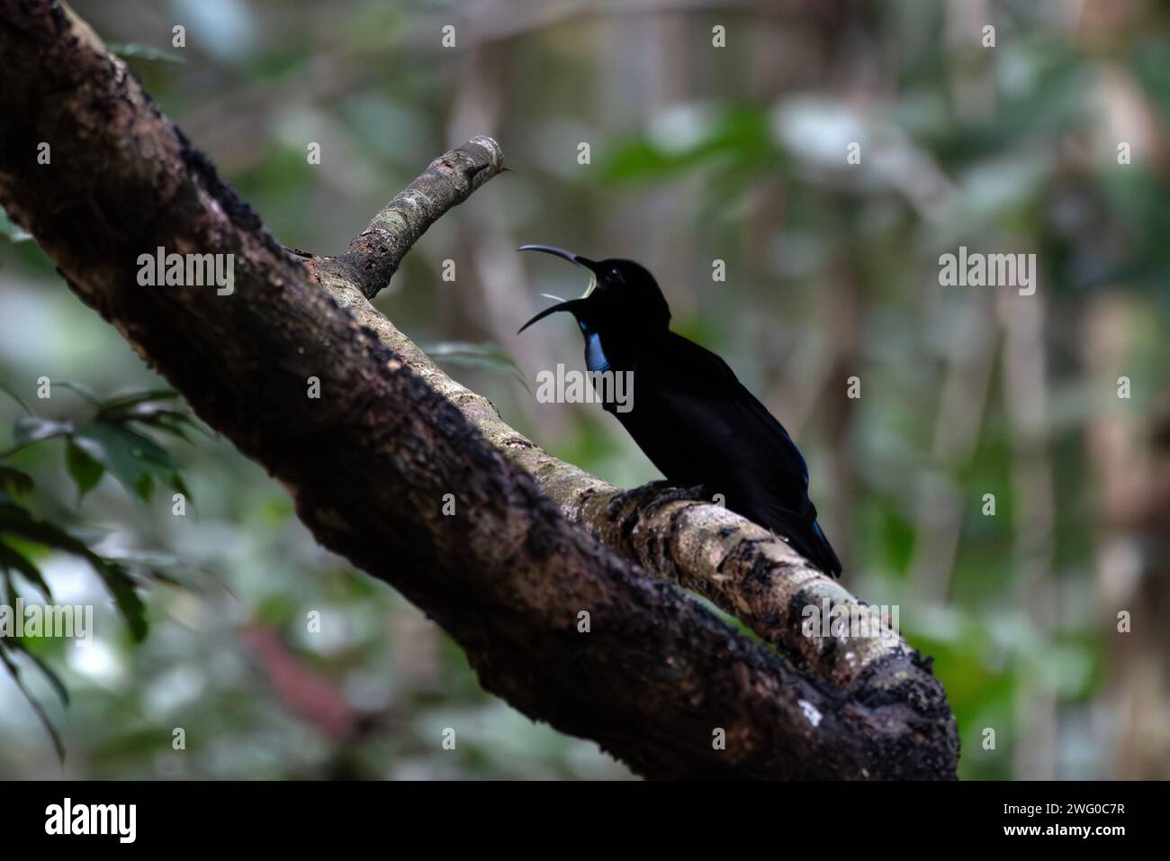 Magnificent riflebird (Ptiloris magnificus) observed in Nimbokrang in ...