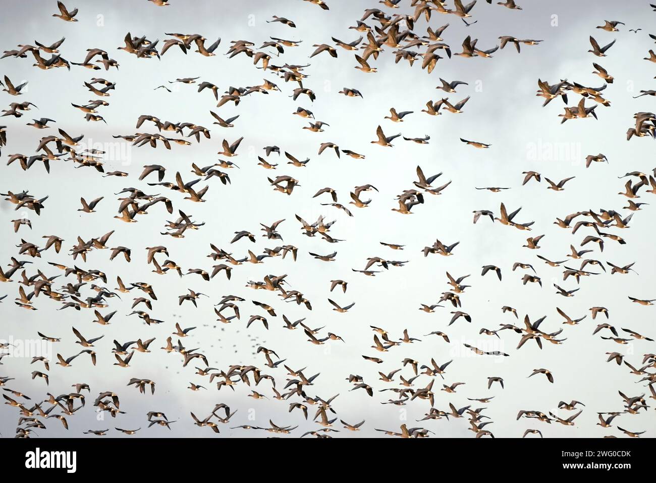 Pink footed geese Anser brachyrhynchus flying in February Stock Photo ...