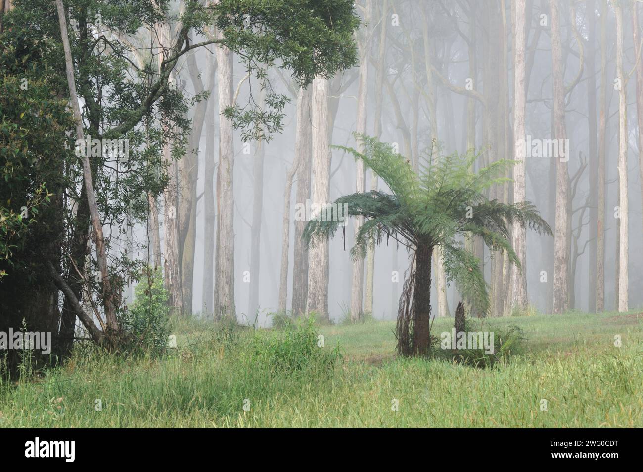 Tree Fern and Tall Timber Stock Photo - Alamy