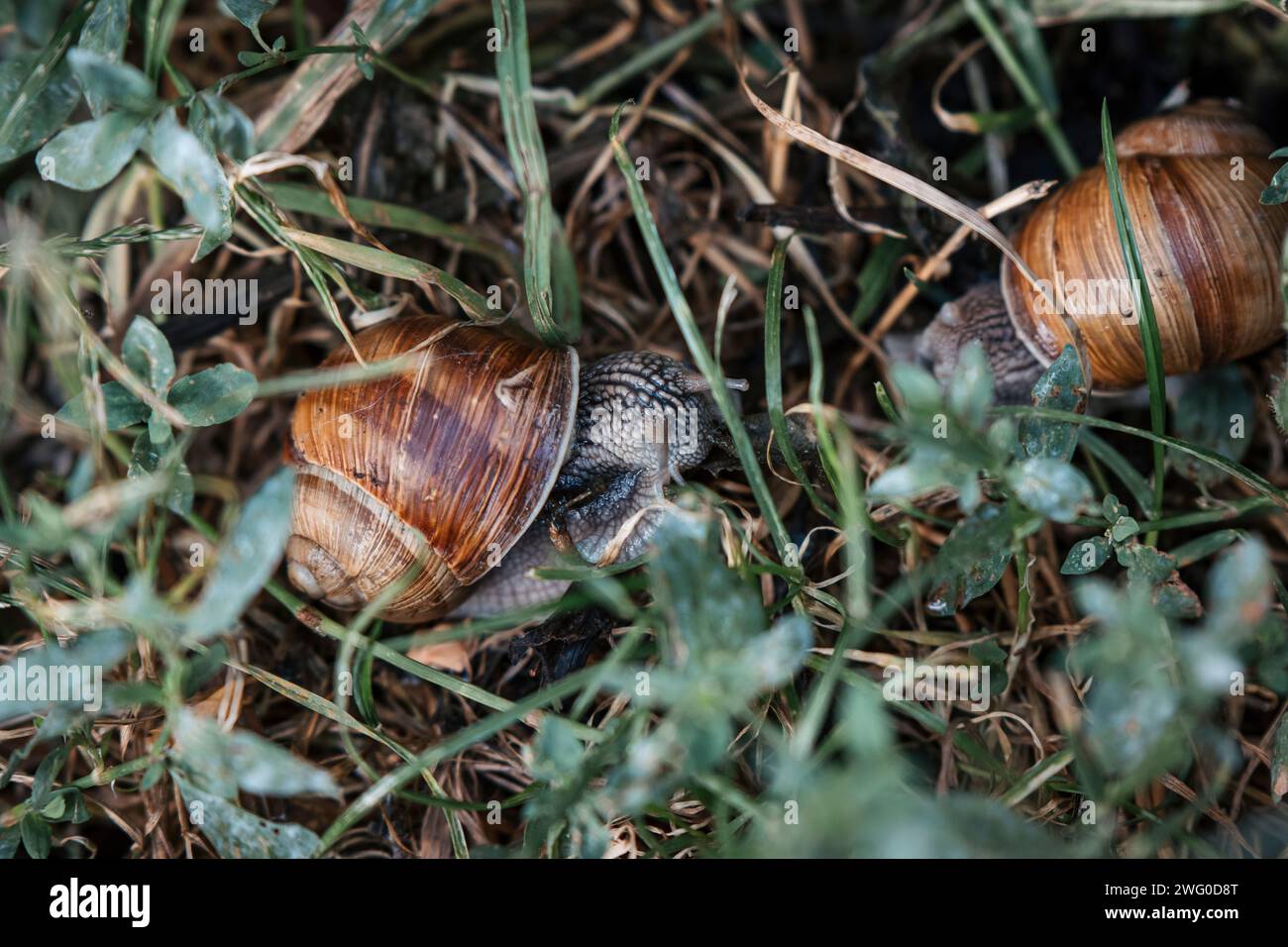 Colorful snails and group hi-res stock photography and images - Alamy