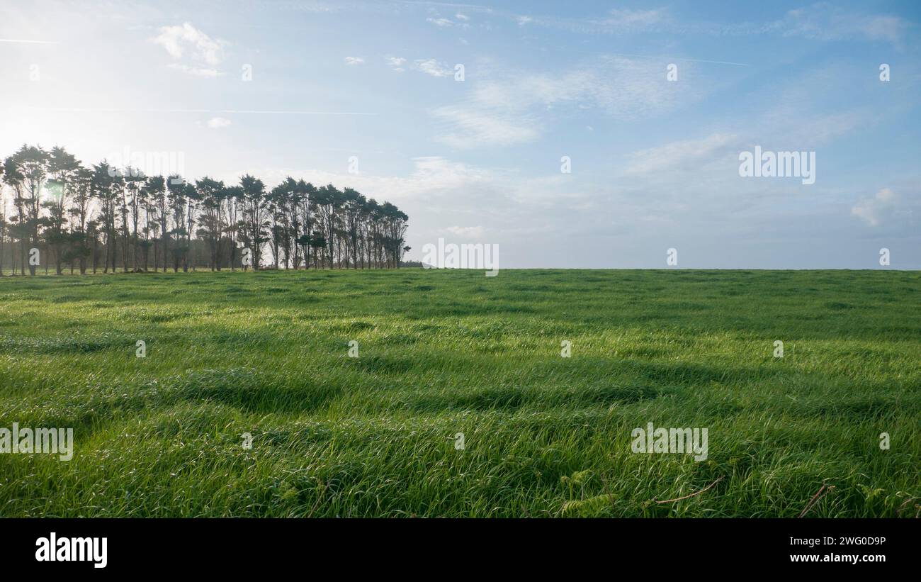 Forest in horizon hi-res stock photography and images - Alamy