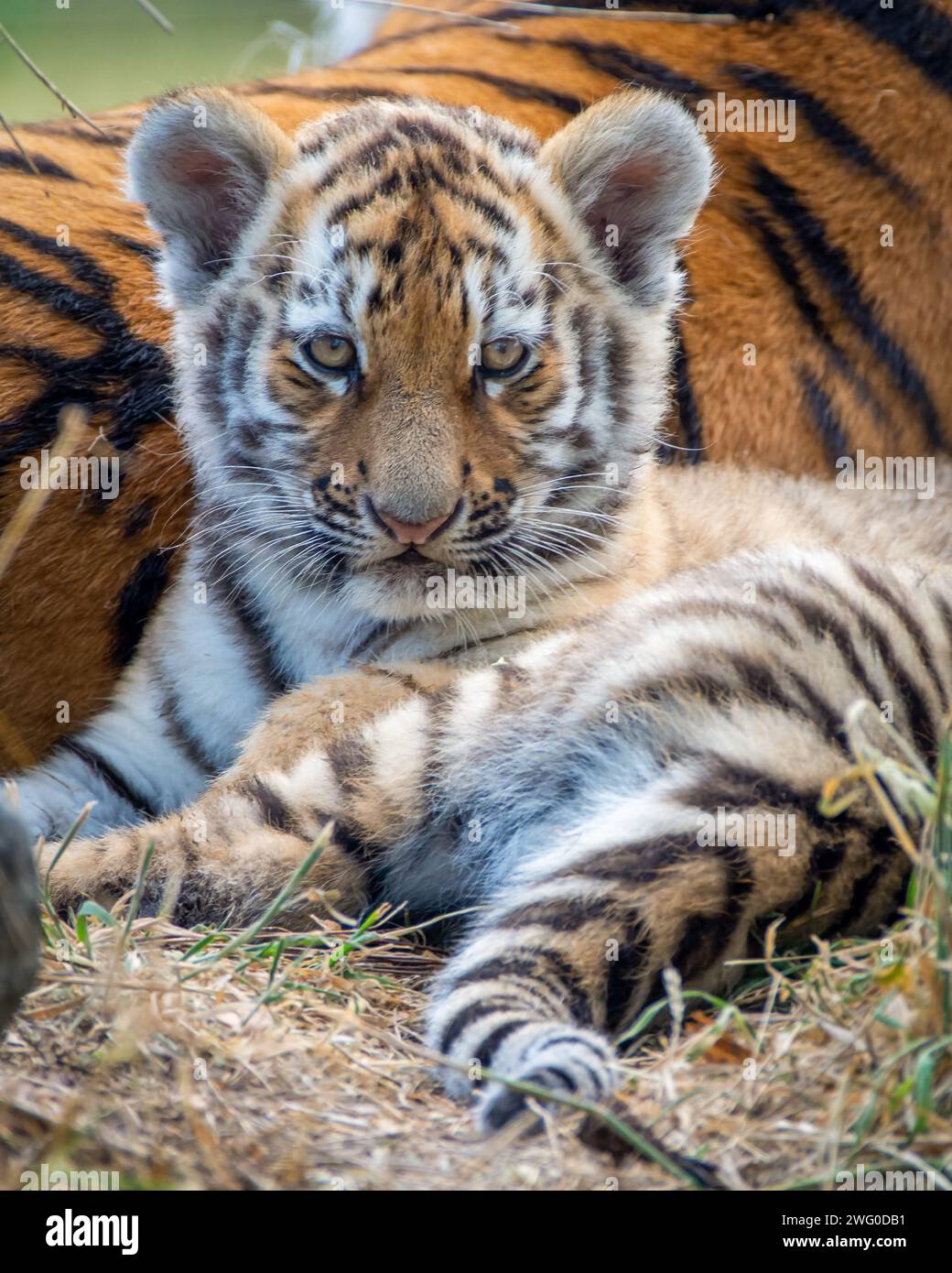 Siberian tiger cub hi-res stock photography and images - Alamy