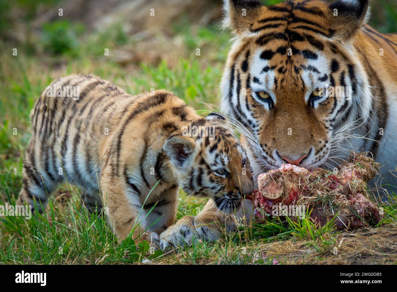A young Siberian tiger standing before a larger tiger devouring its ...