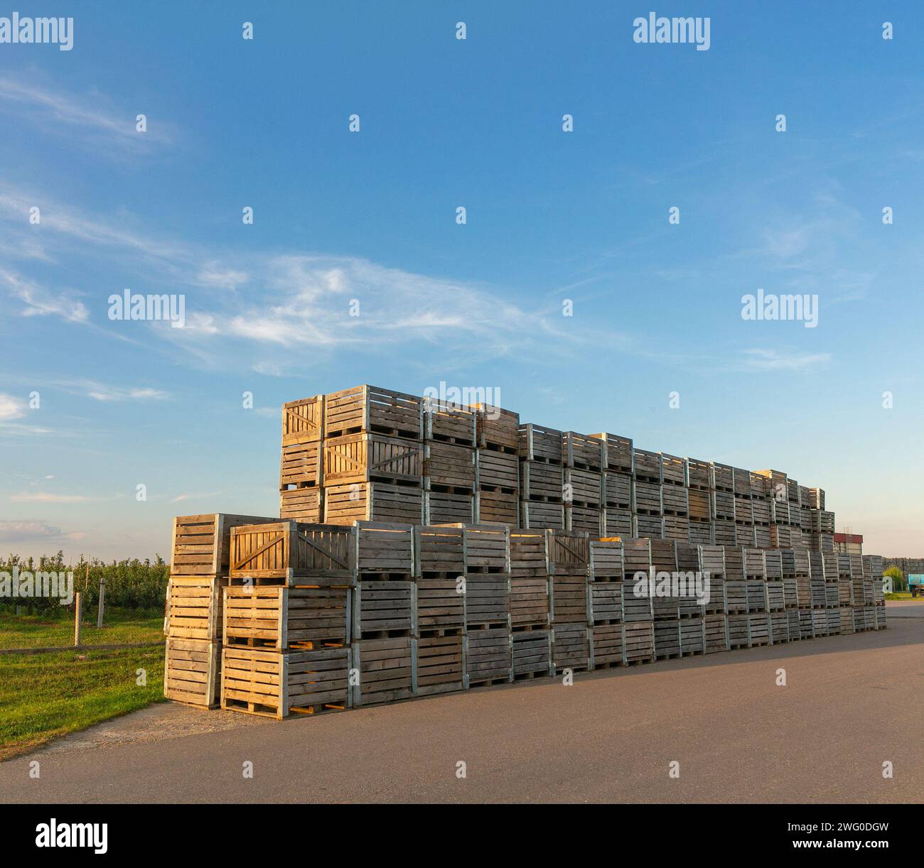 A large stack of wooden boxes for picking apples in an apple orchard on ...
