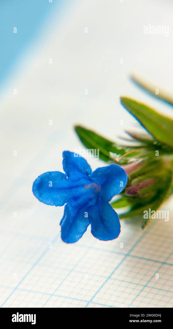 Little flower hi-res stock photography and images - Alamy