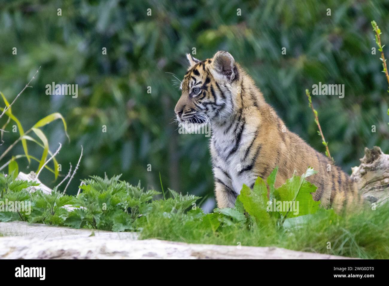 Sumatran tiger cub Stock Photo - Alamy