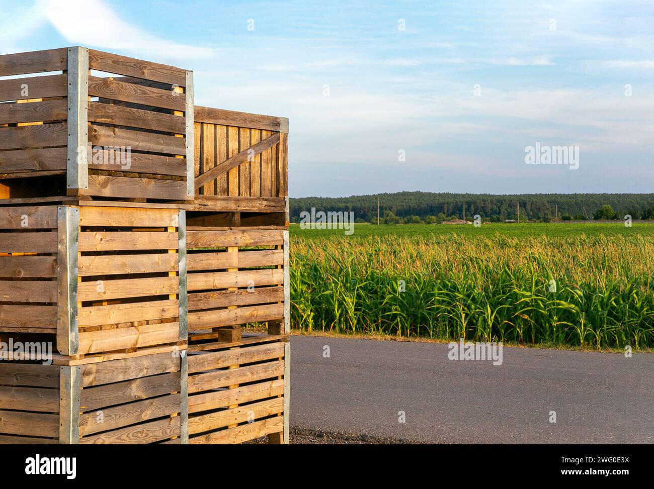 A large stack of wooden boxes for picking corn on a field on a ...