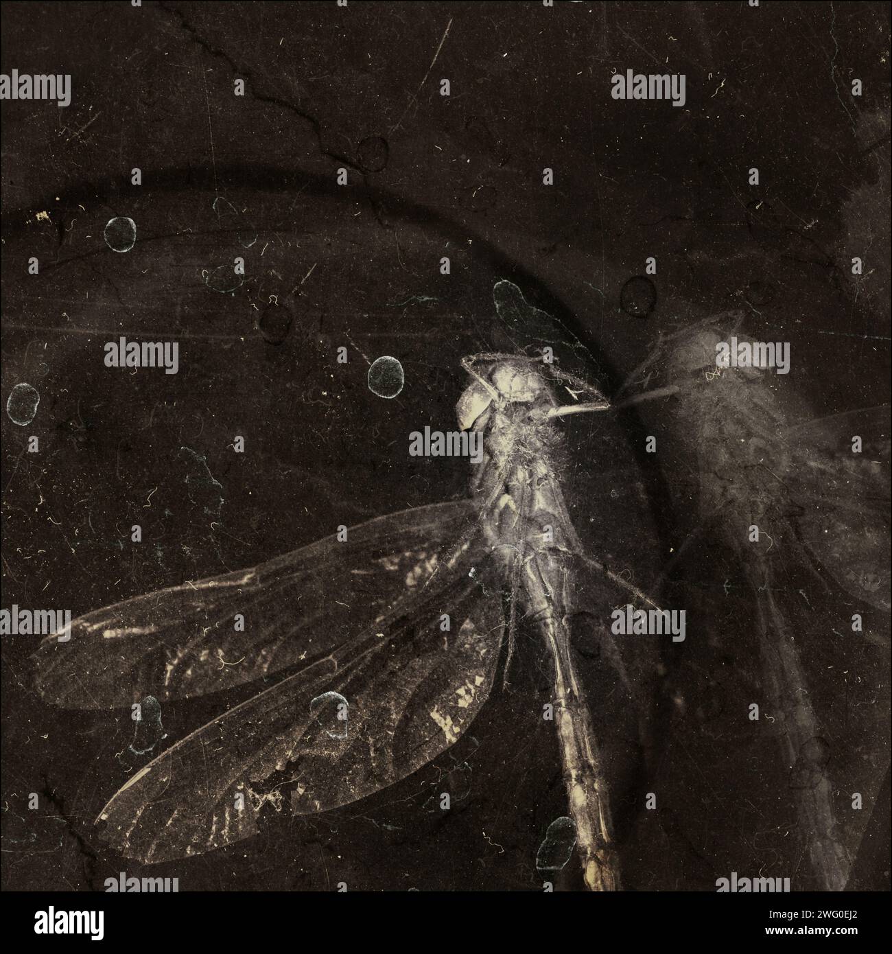Dragonfly insect death hi-res stock photography and images - Alamy