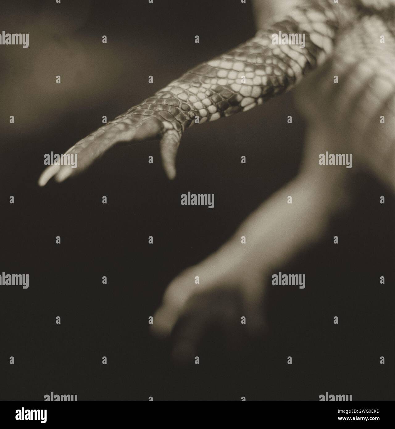 Alligator claw detail Stock Photo - Alamy