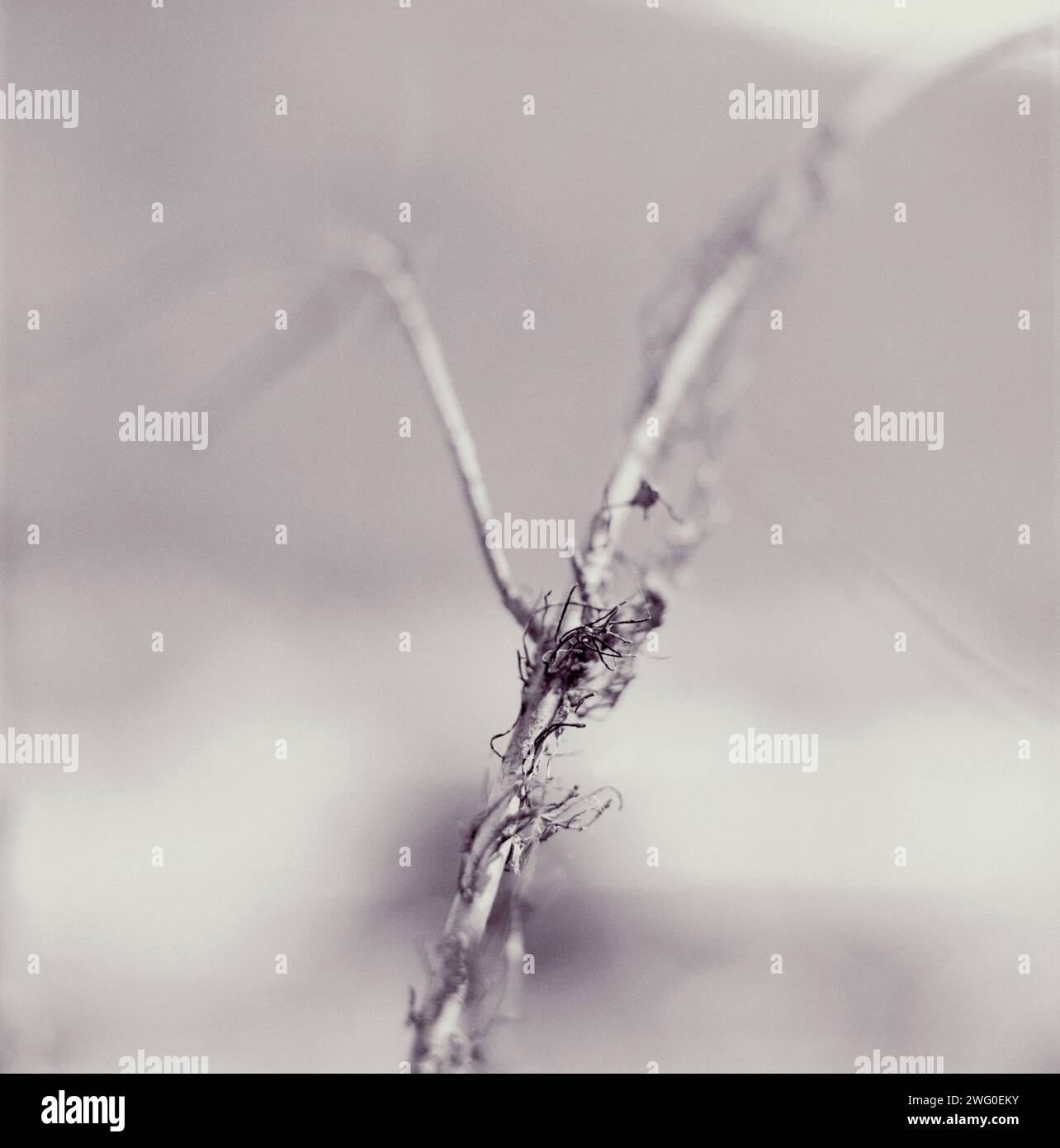 twig stick branch Stock Photo - Alamy