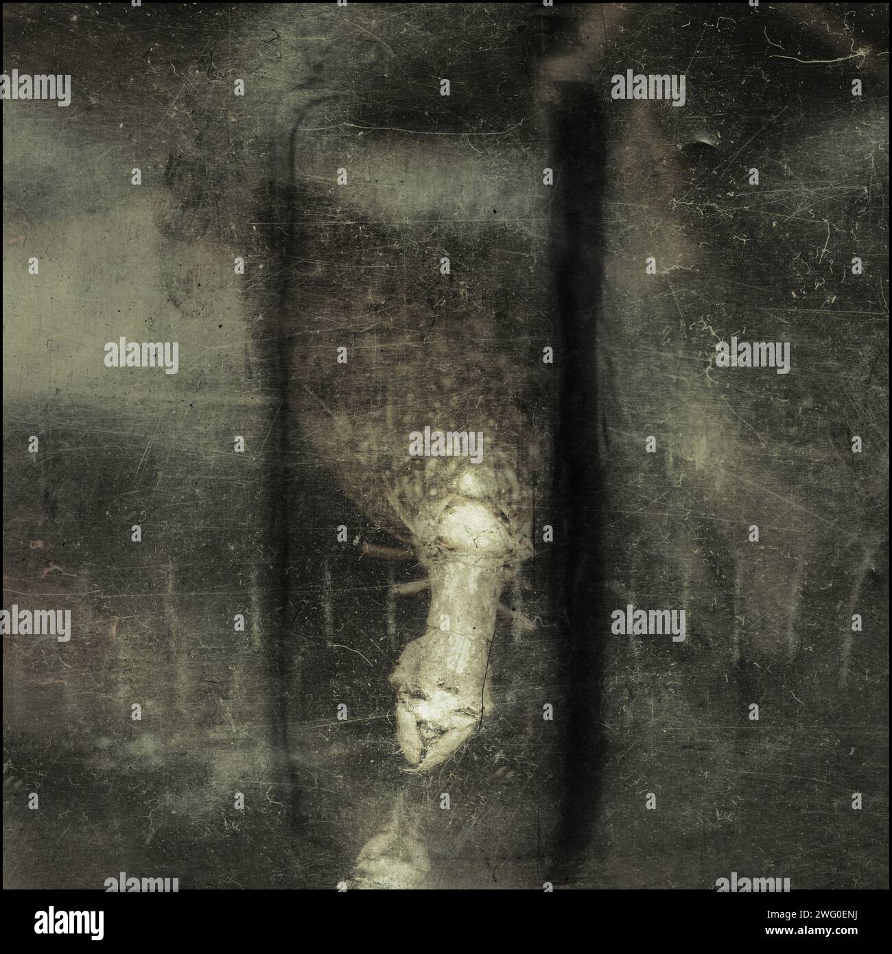 Top view of insect's back with wings Stock Photo - Alamy