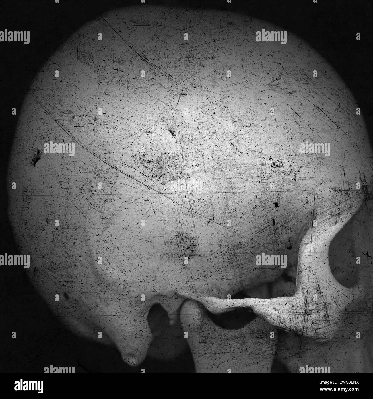 Profile of human skull. (Scratched surface Stock Photo - Alamy