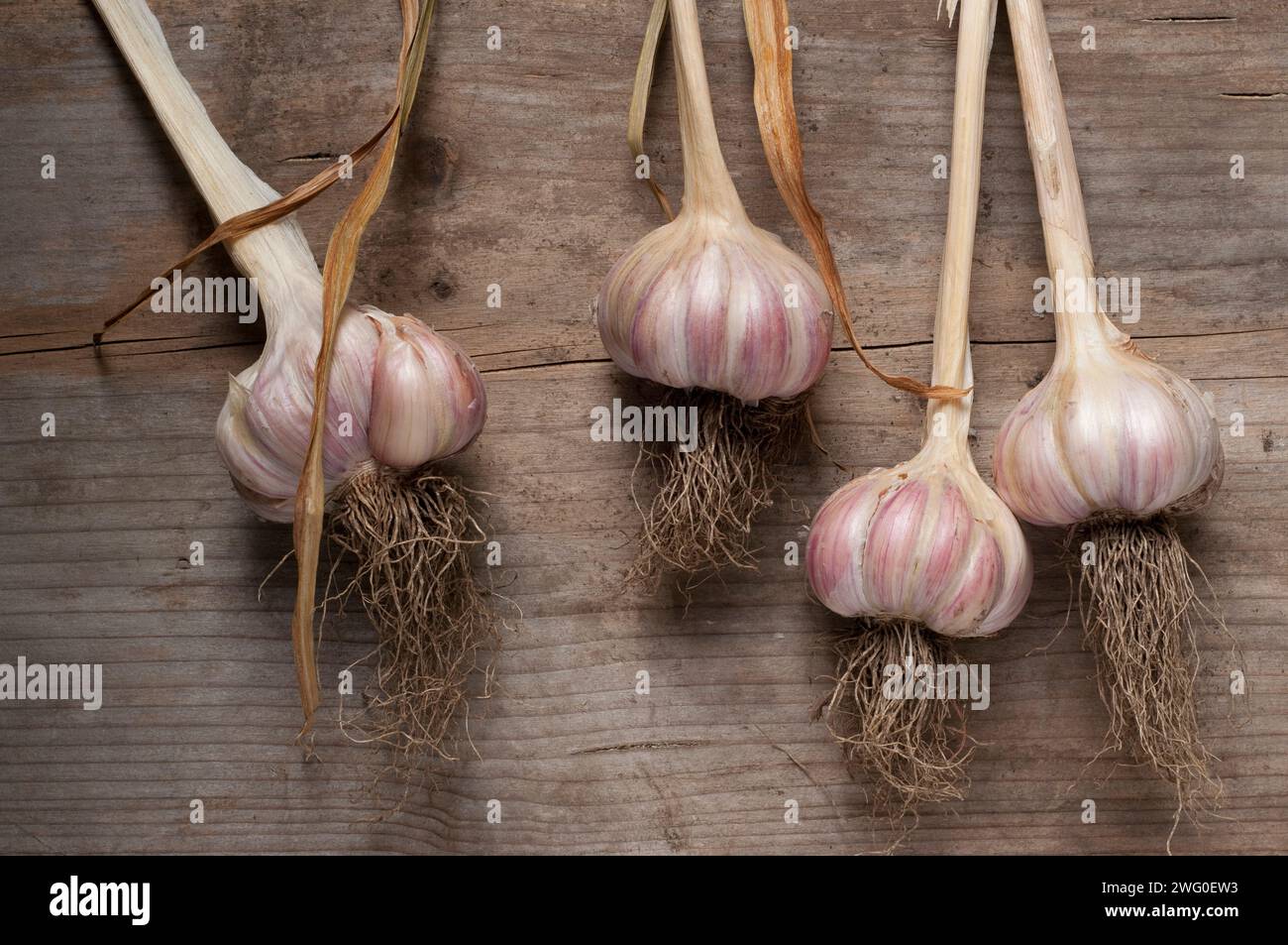 Red Russian garlic Stock Photo - Alamy