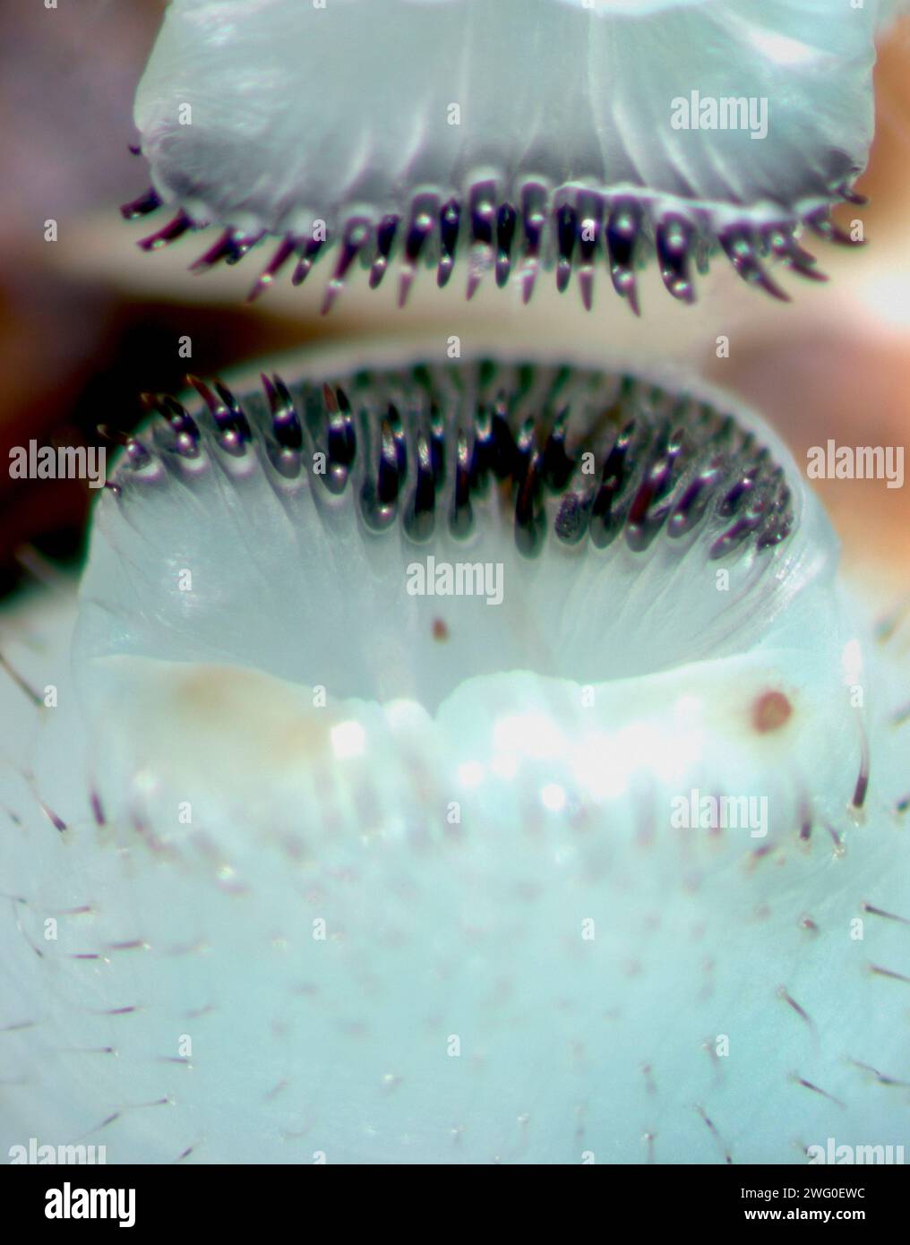 Microscopic view of a caterpillar Stock Photo - Alamy