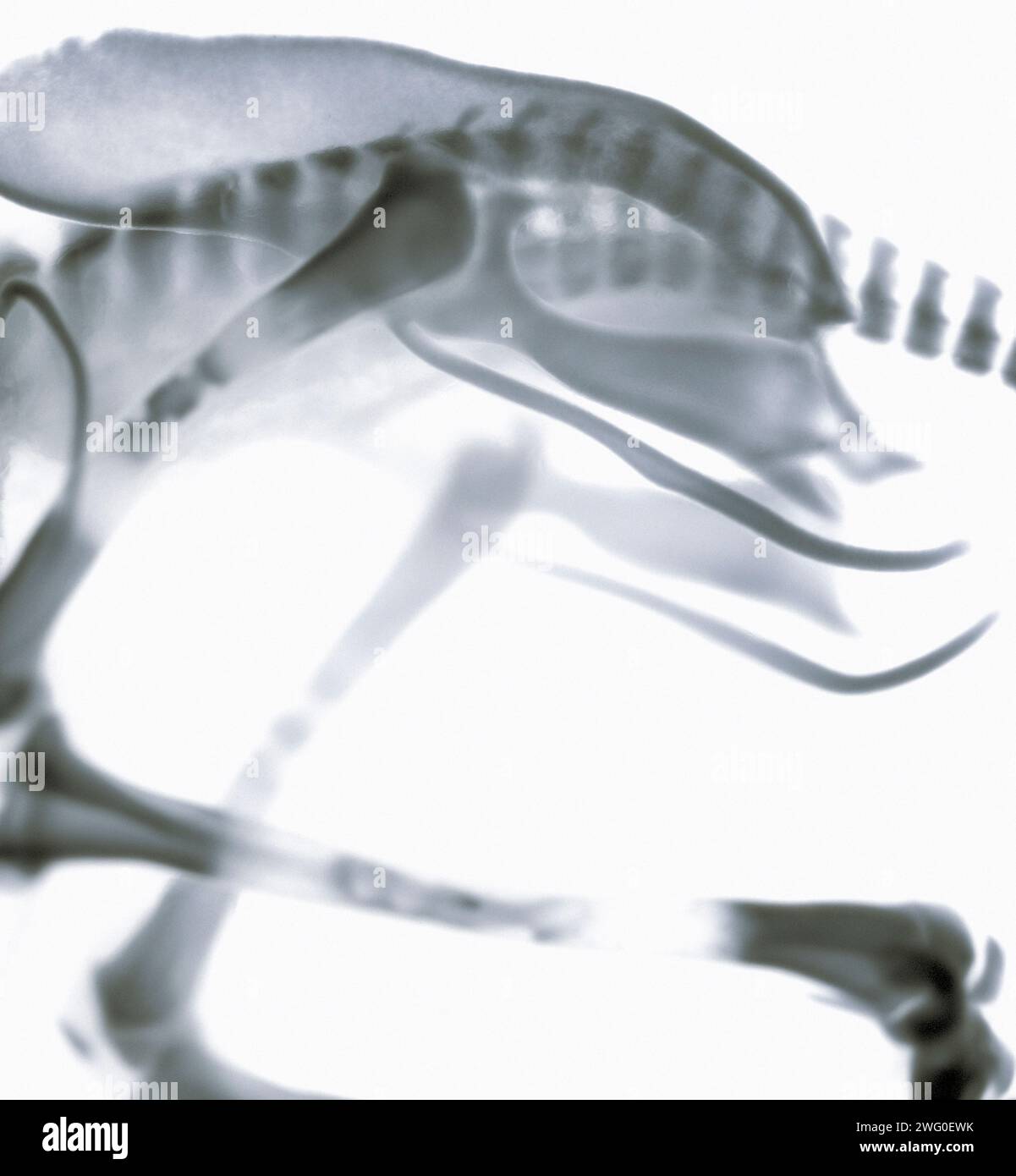 Fetal skeleton hi-res stock photography and images - Alamy