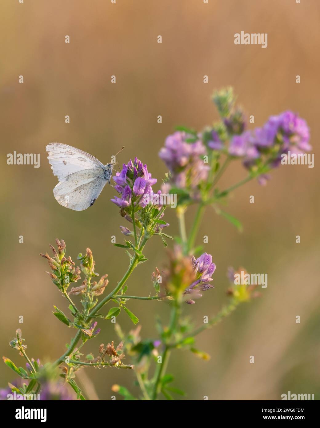 Butterfly and wild flower meadow scene during English summertime Stock ...