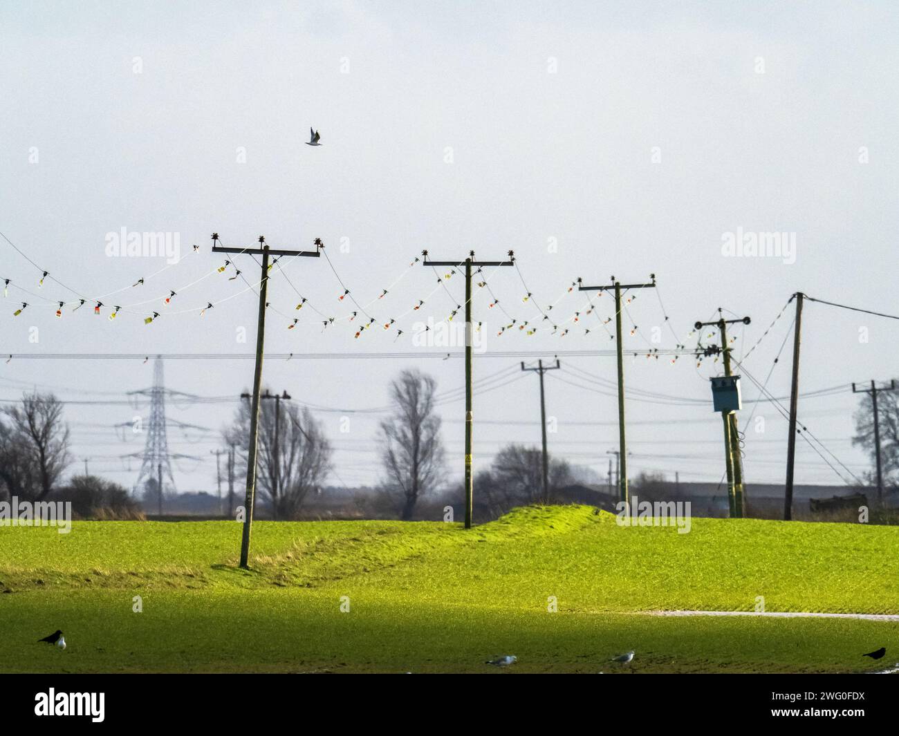 Bird power line marker hi-res stock photography and images - Alamy