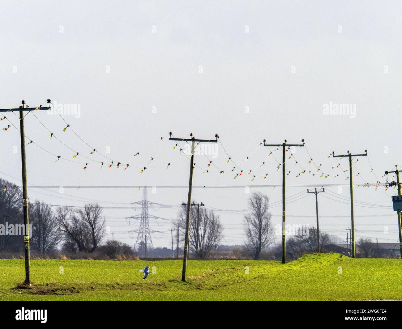 Bird power line marker hi-res stock photography and images - Alamy