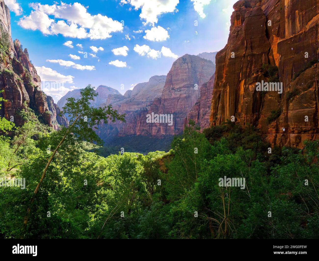 Lush foliage and towering trees alongside majestic mountains in scenic ...
