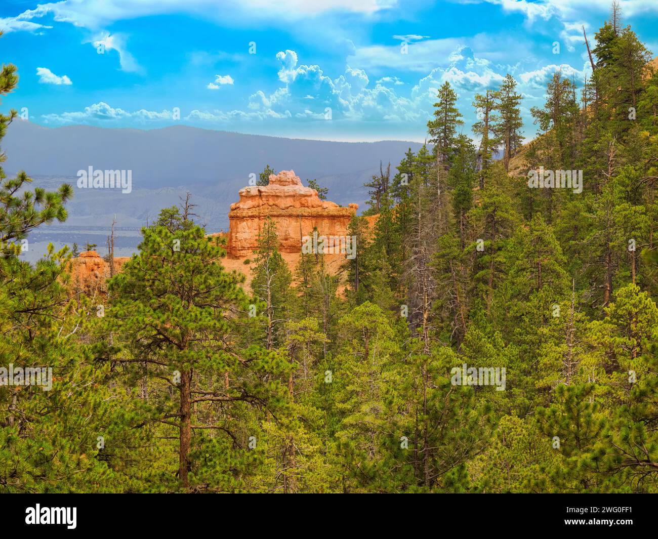 An aerial view of verdant trees by Bryce Canyon, Utah Stock Photo - Alamy