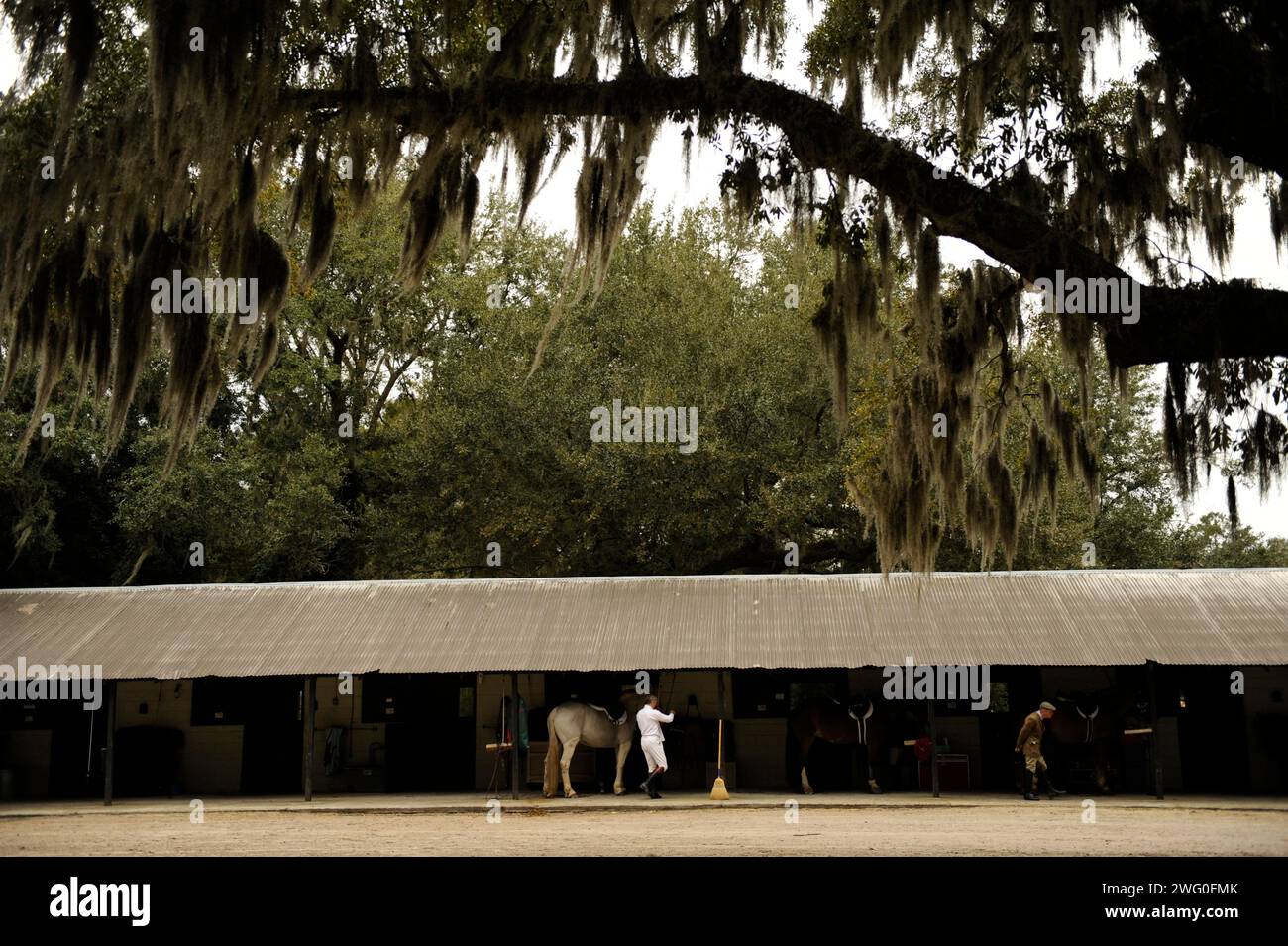 An equestrian prepares for a traditional fox hunt at the stables Stock ...