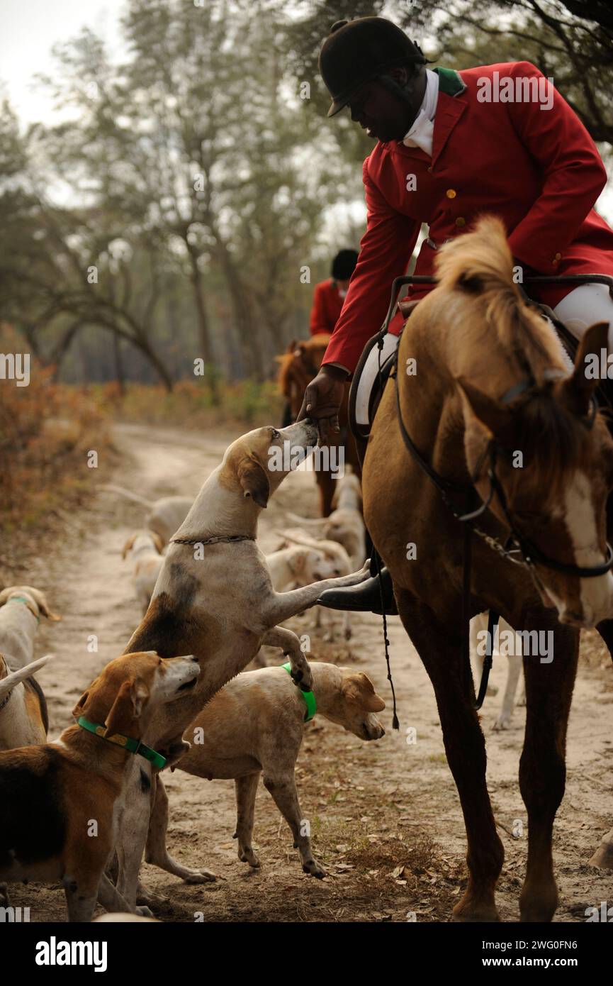 The leader of the hounds pet the pack of dogs during a traditional fox ...