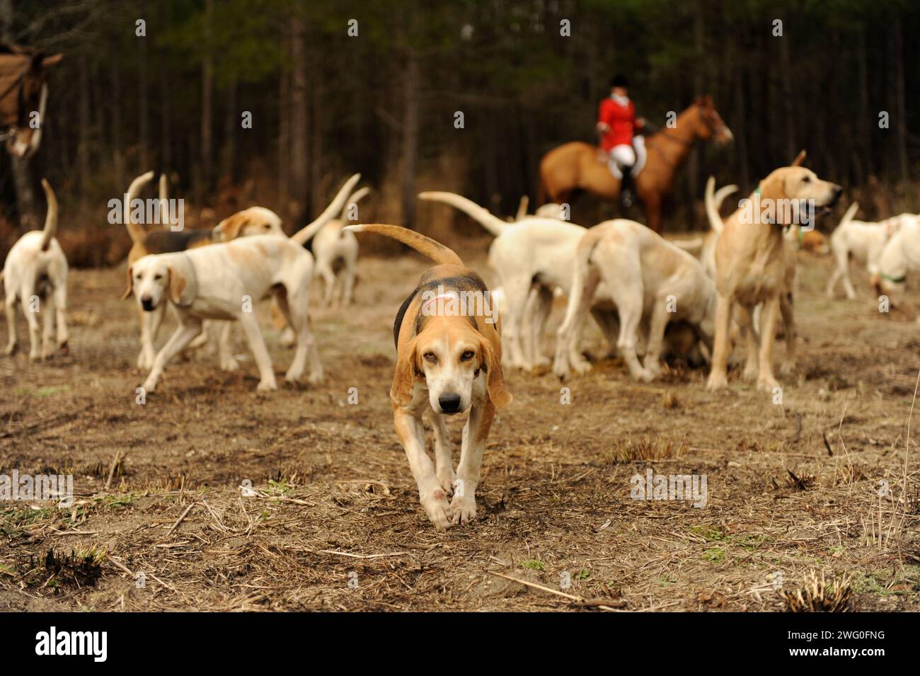 Group of hounds in pursuit hi-res stock photography and images - Alamy