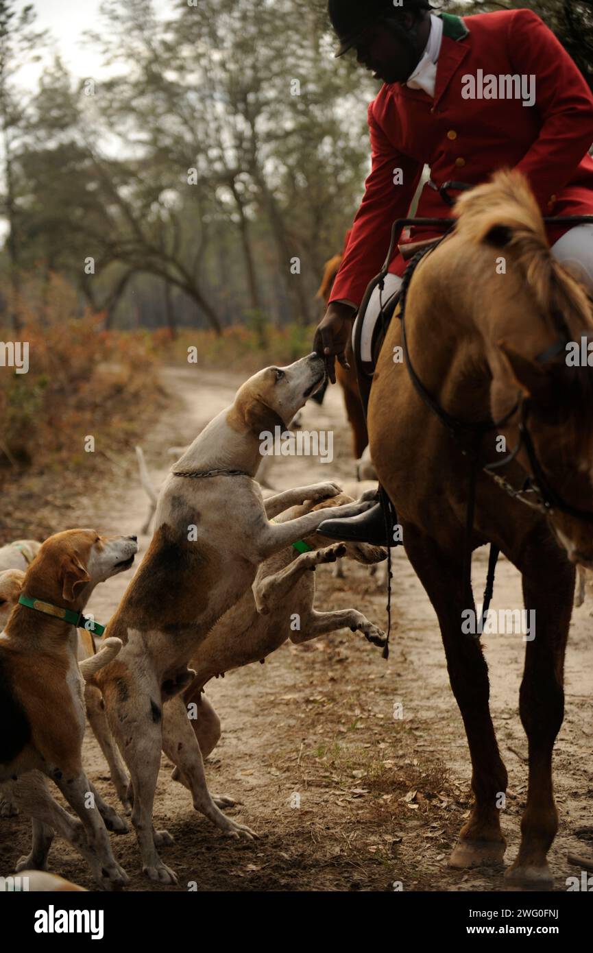 The leader of the hounds pet the pack of dogs during a traditional fox ...