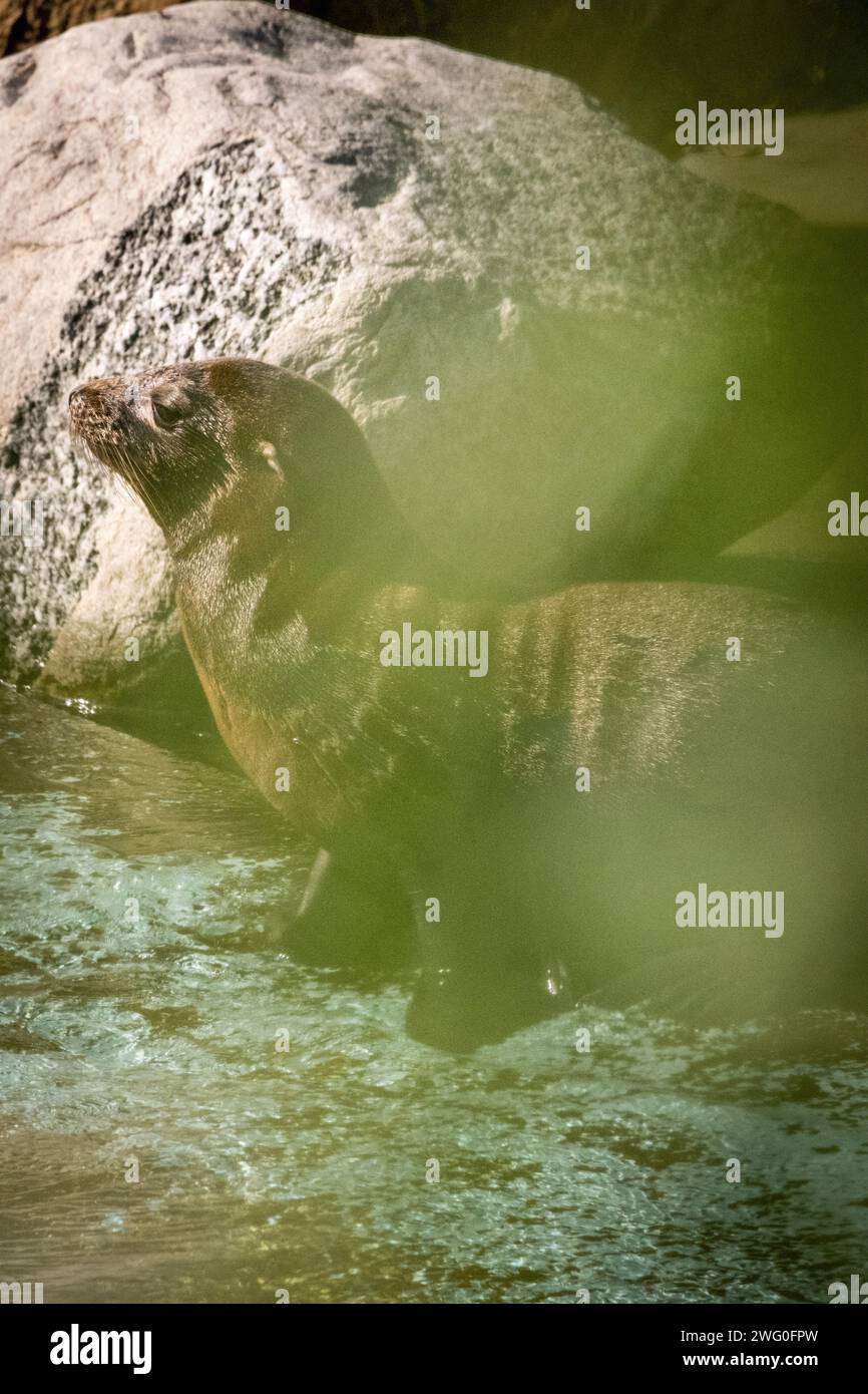 Netherlands, Amsterdam on 2022-09-22. Animal photography at Artis Zoo ...