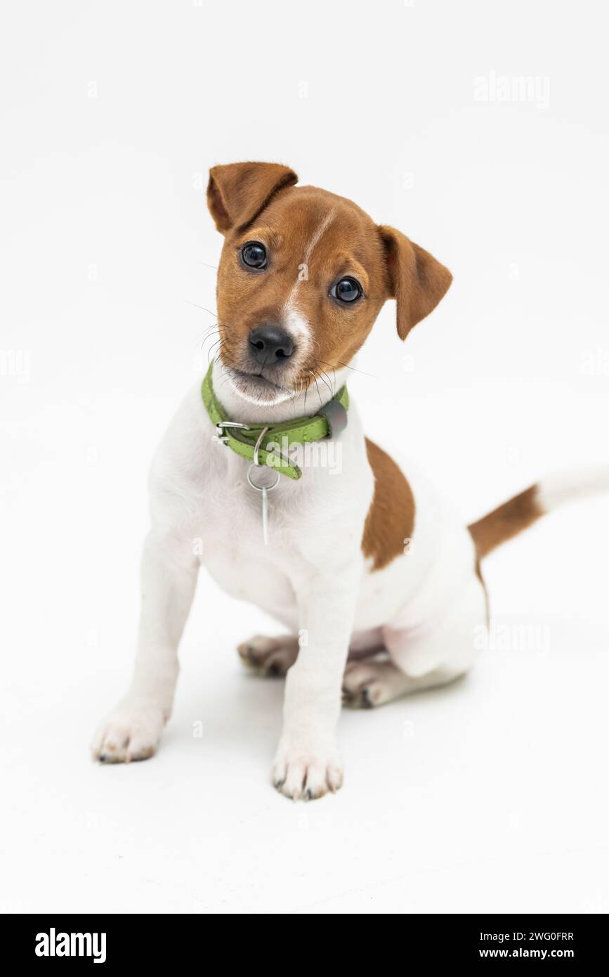 Jack Russel terrier puppy dog on gray background Stock Photo - Alamy
