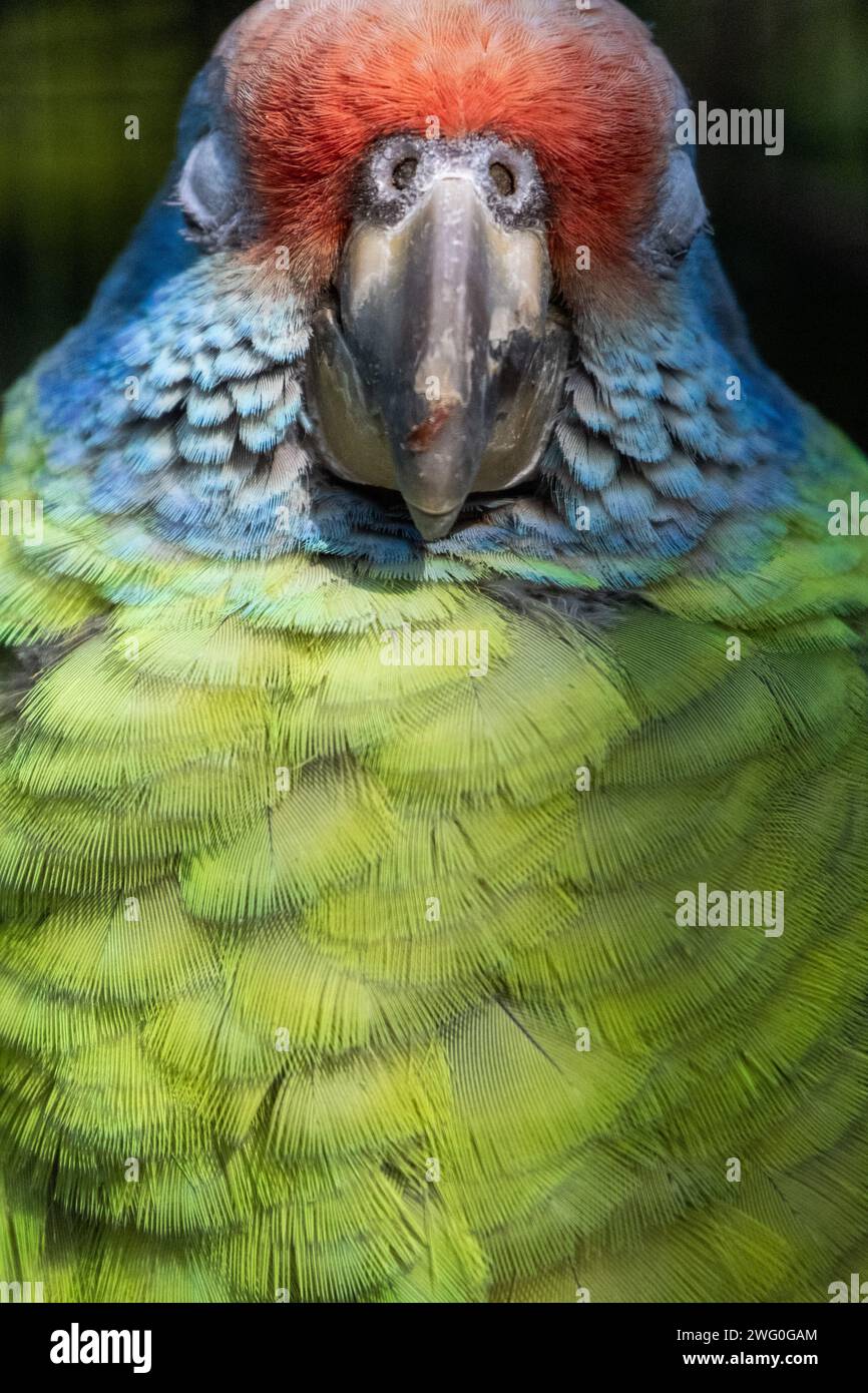 Netherlands, Amsterdam on 2022-09-22. Animal photography at Artis Zoo ...