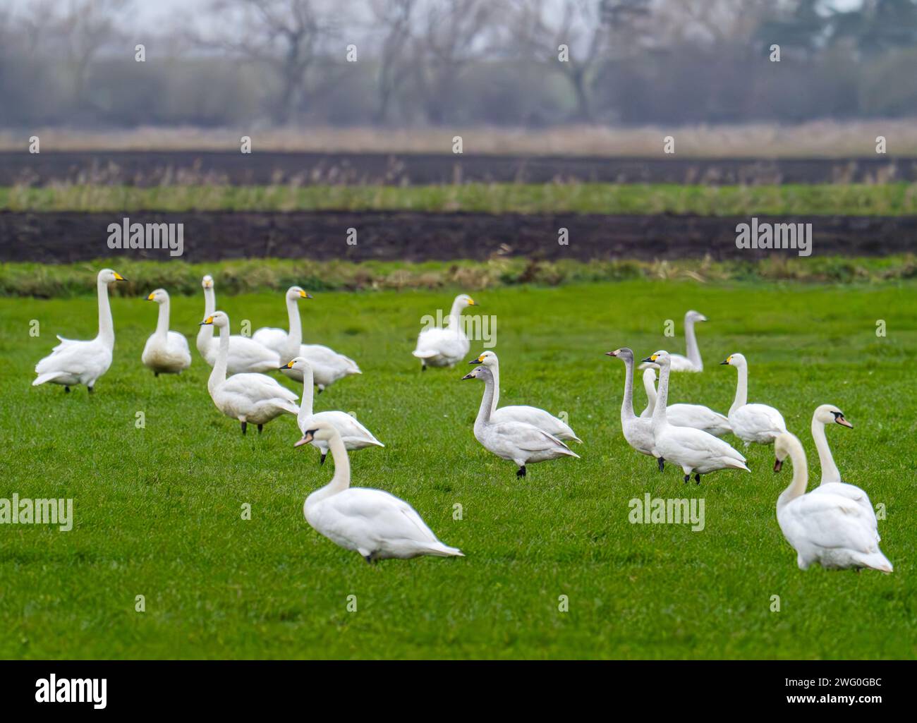 All three British species of swan together, Whooper Swan; Cygnus cygnus ...